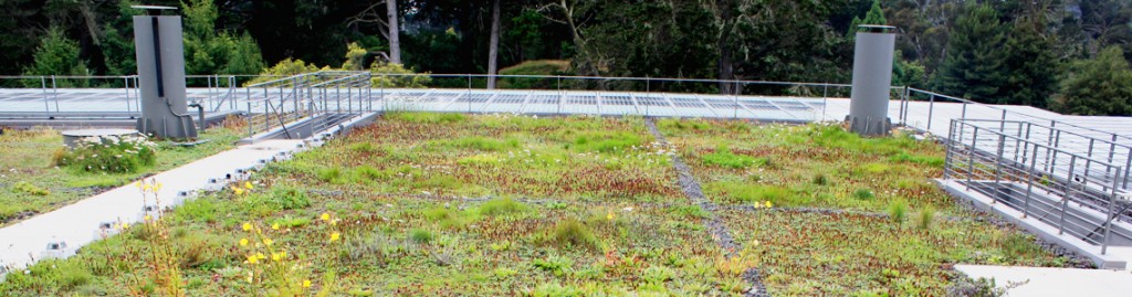 Vegetative Roof | RAMCON Roofing